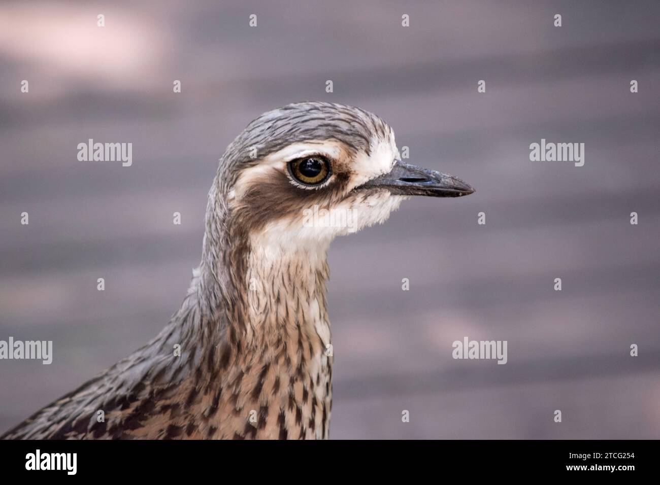 The bush stone curlew has grey-brown feathers with black streaks, a ...