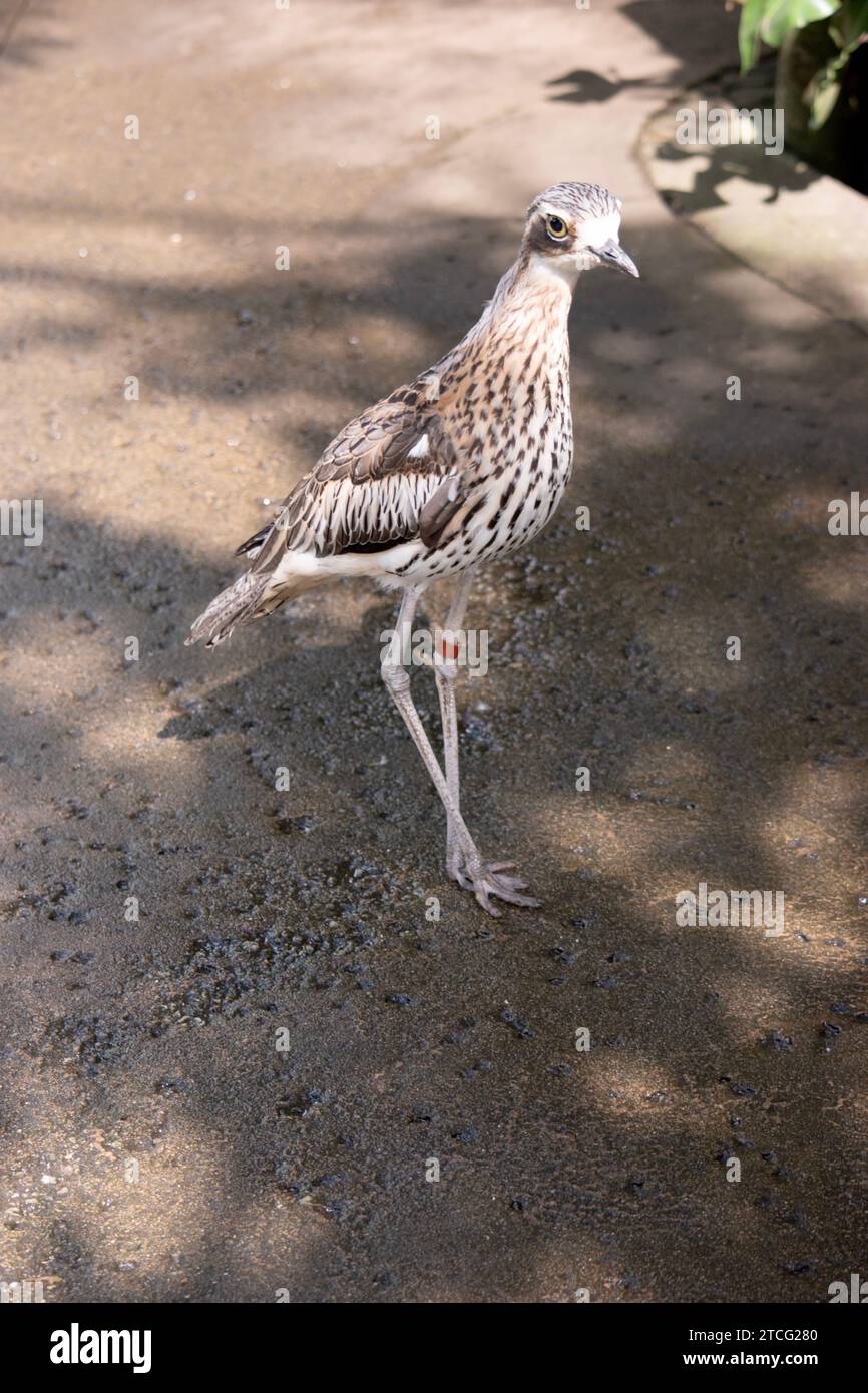 The bush stone curlew has grey-brown feathers with black streaks, a ...