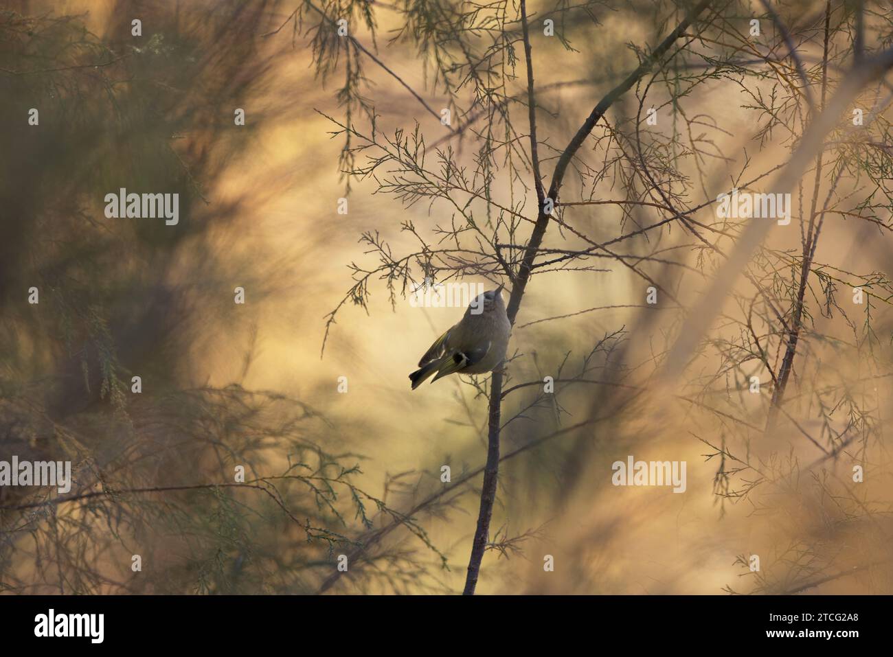Goldcrest Regulus regulus foraging on trees in Southern France Stock ...