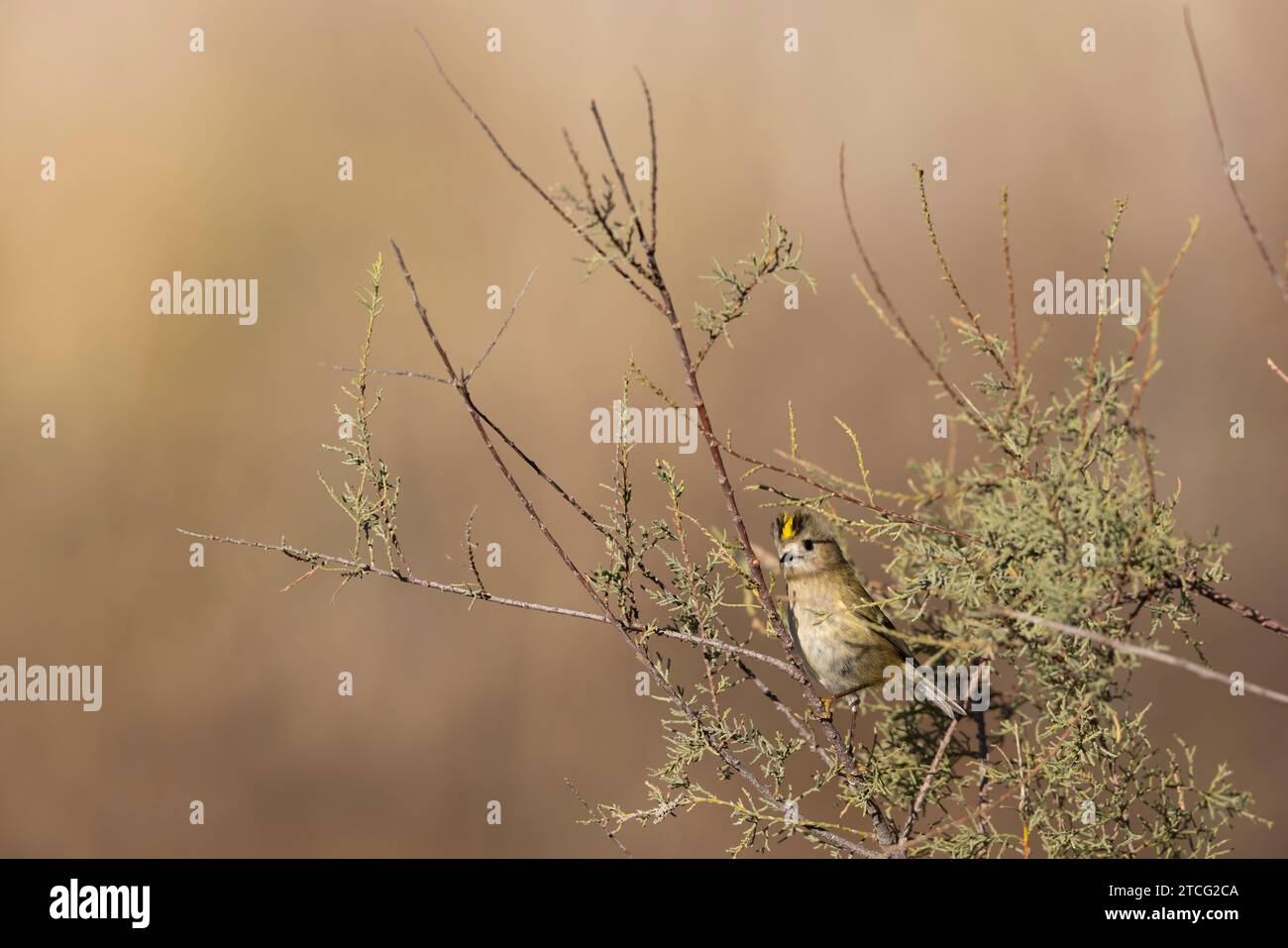 Regulidae bird hi-res stock photography and images - Alamy