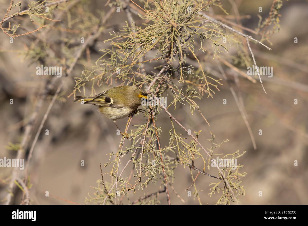 Goldcrest Regulus regulus foraging on trees in Southern France Stock ...