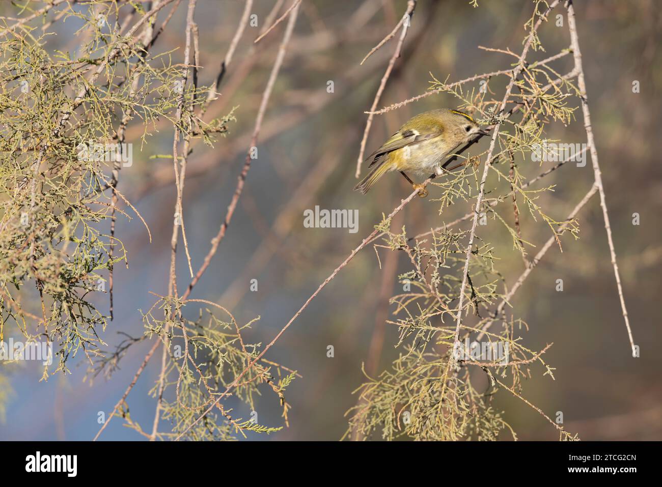 Regulidae family hi-res stock photography and images - Alamy