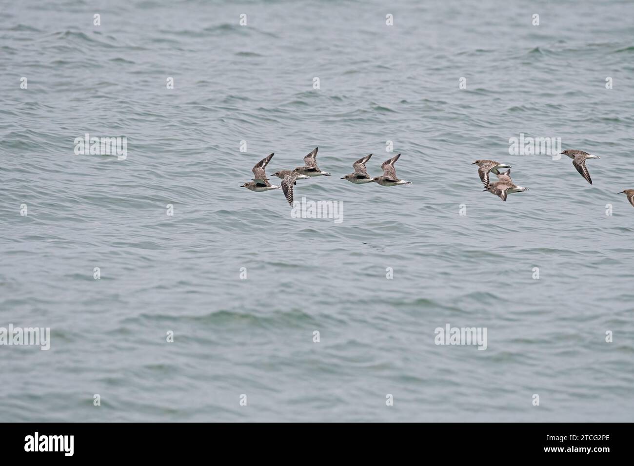 A group of Grey Plovers (Pluvialis squatarola) flying over the sea ...