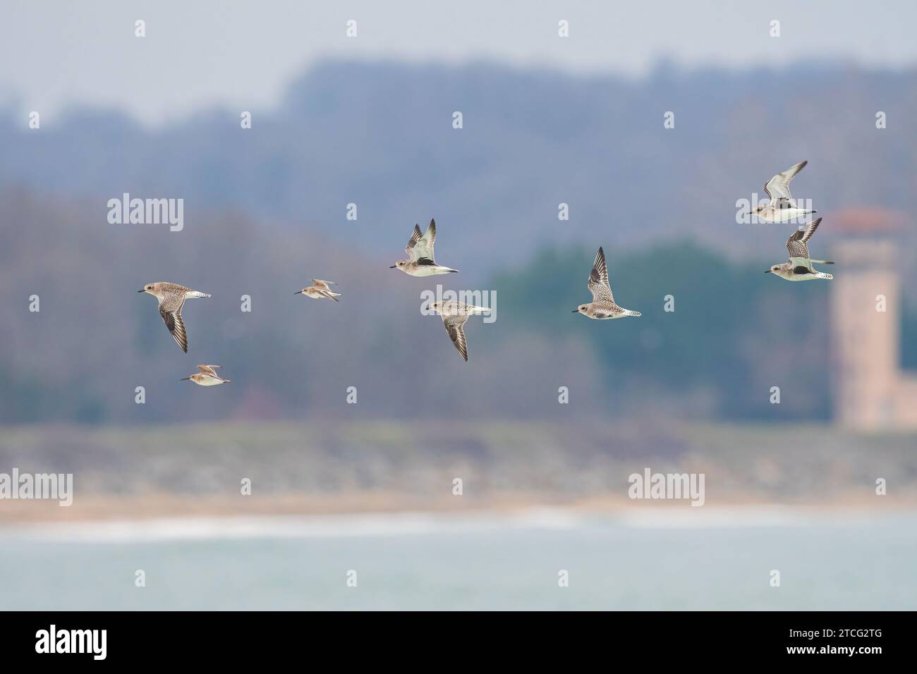 A group of Grey Plovers (Pluvialis squatarola) flying over the sea ...