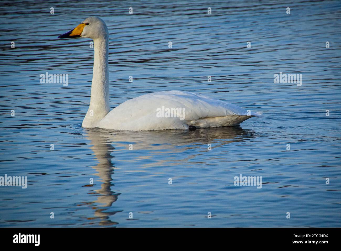 Side view of swan hi-res stock photography and images - Alamy