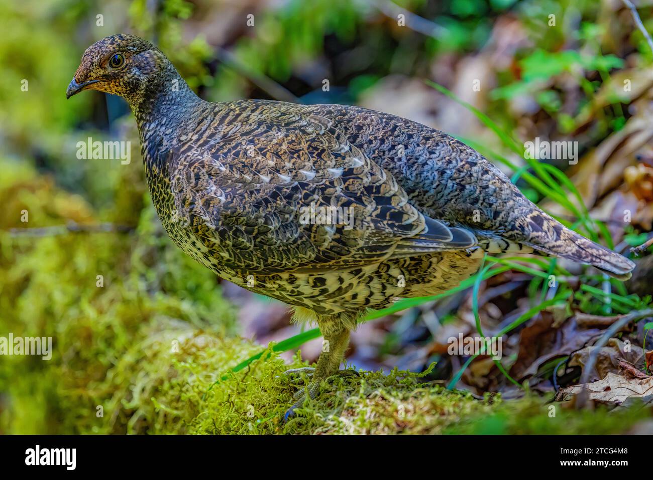 Coniferous forest america wildlife hi-res stock photography and images ...
