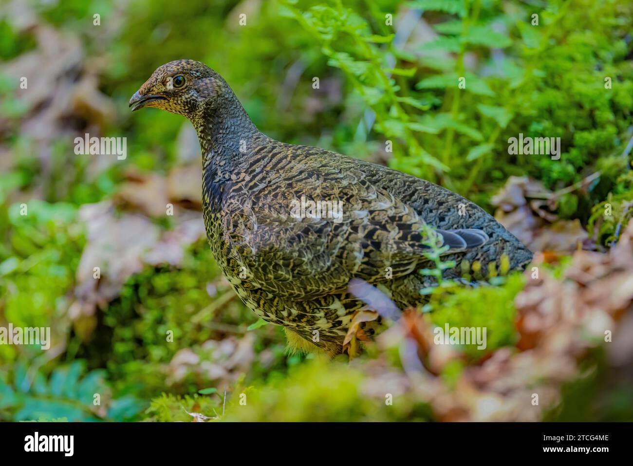 Sooty Grouse, Dendragapus fuliginosus, in forest in Dosewallips River ...