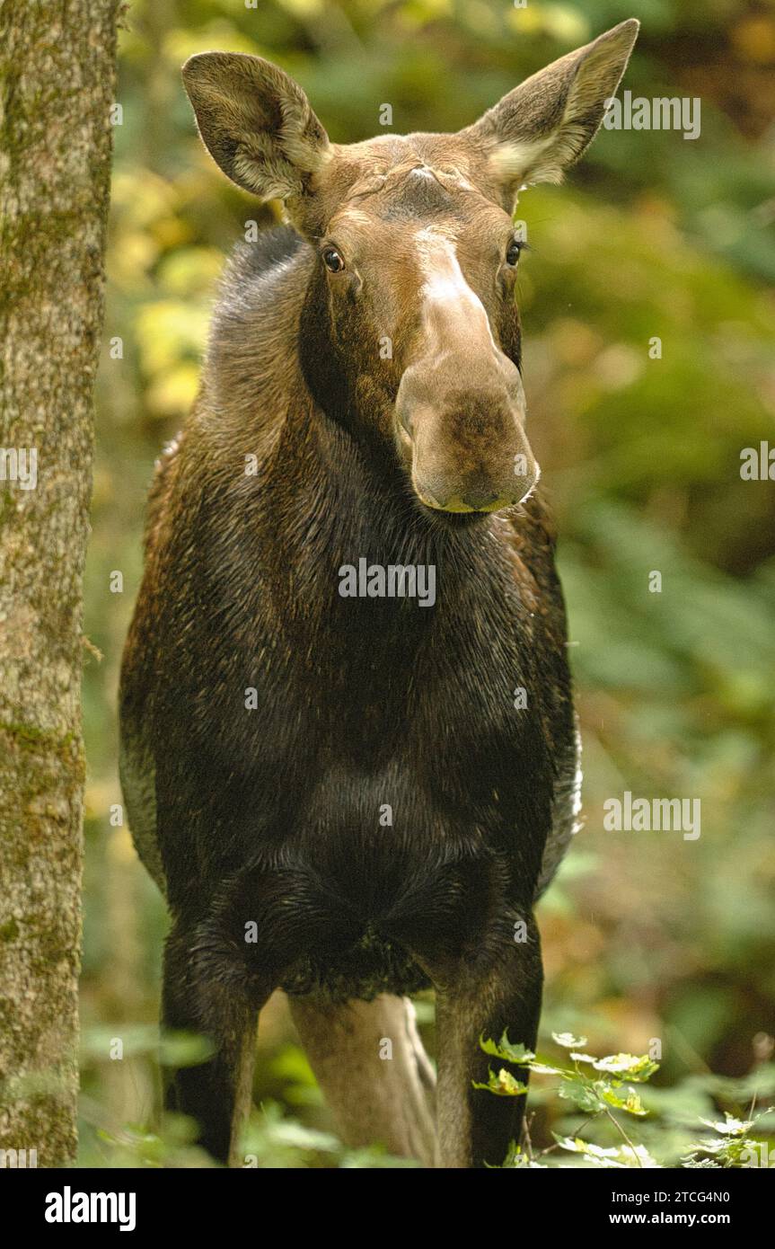 Moose muzzle hi-res stock photography and images - Alamy