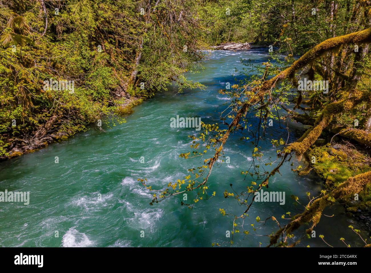 in Dosewallips River Valley, Olympic National Forest, Washington State ...