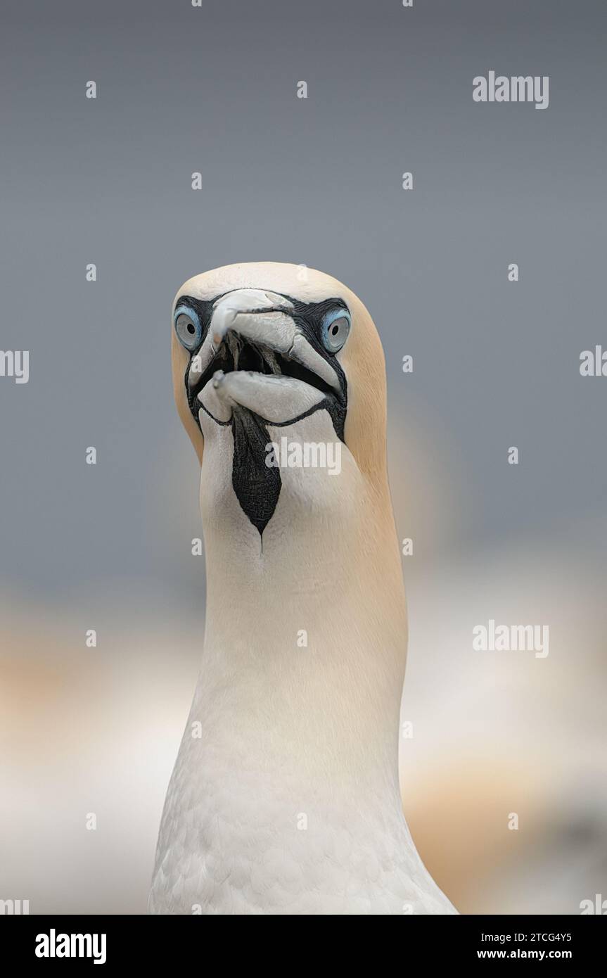 Triple stack of gannets hi-res stock photography and images - Alamy