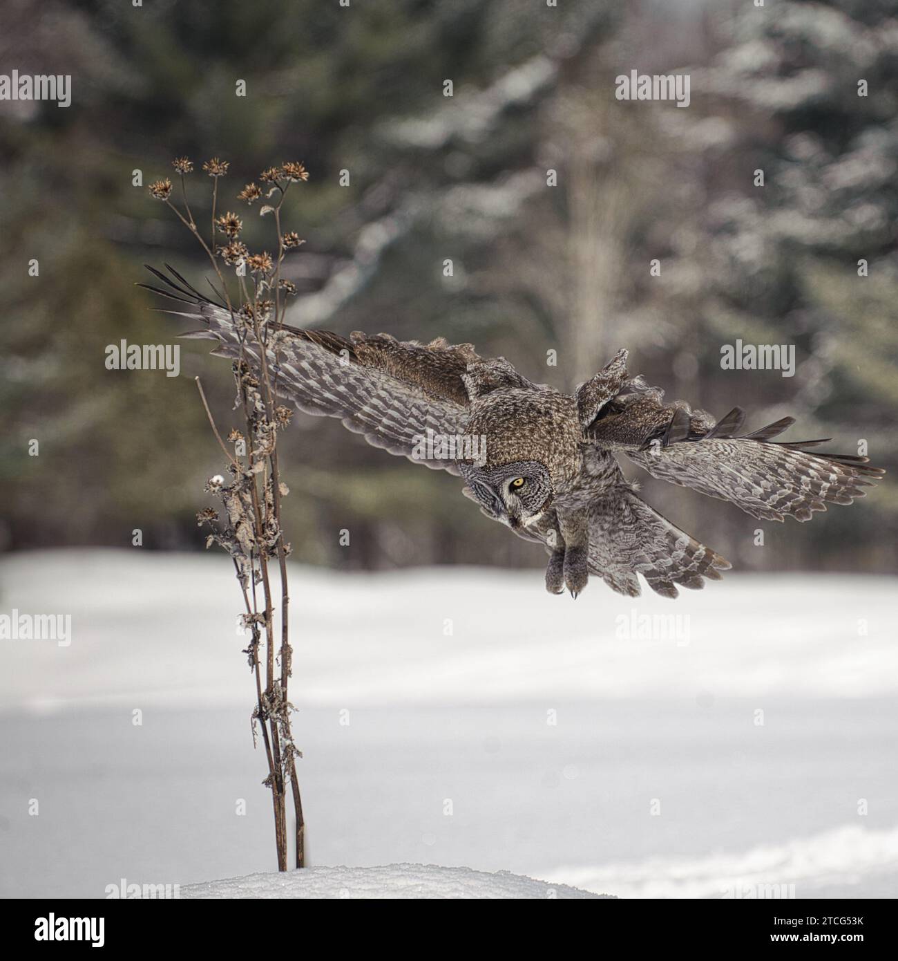 Great grey owl in flight hunting prey Stock Photo - Alamy