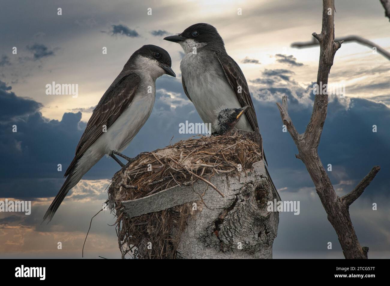 Tyrans tyrannus hi-res stock photography and images - Alamy