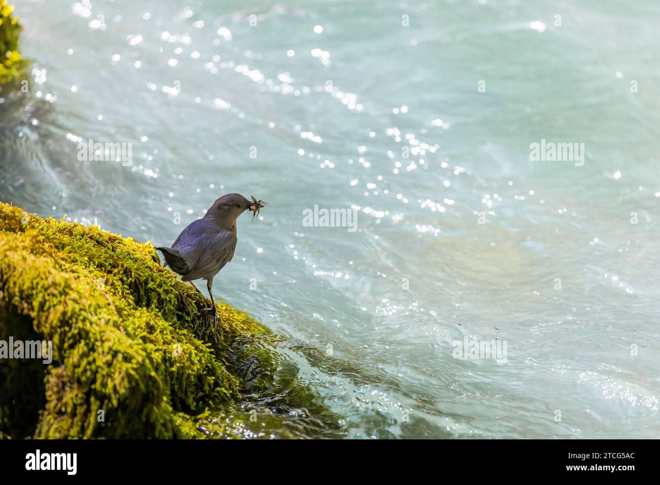 American Dipper, Cinclus mexicanus, carrying food to nest in ...