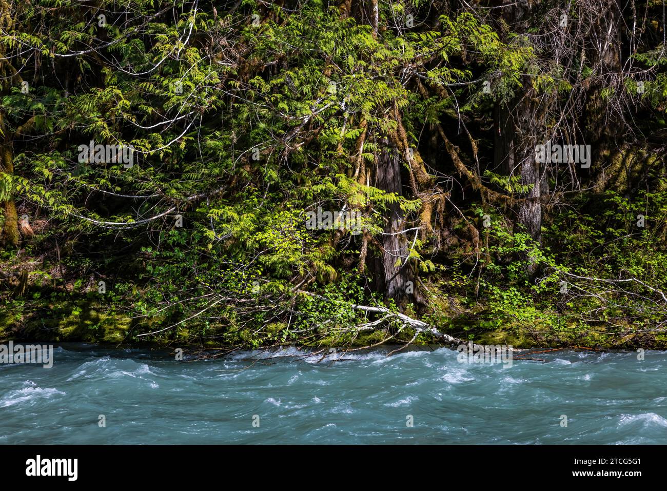The fast glacial waters of the Dosewallips River with a Western ...