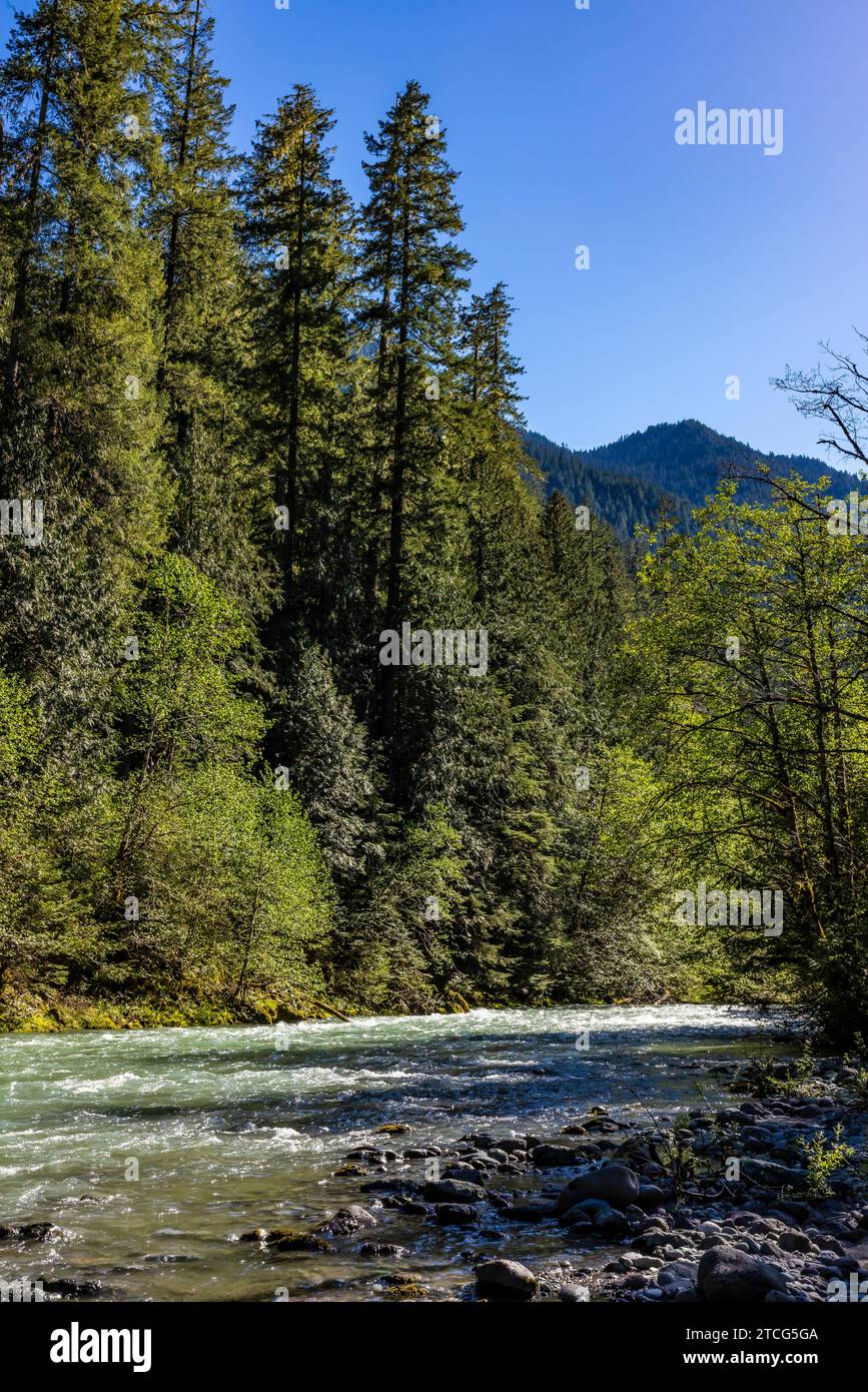 The fast glacial waters of the Dosewallips River, Olympic National ...