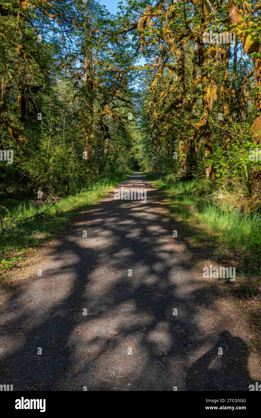 Trail following abandoned road in Dosewallips River Valley, Olympic ...