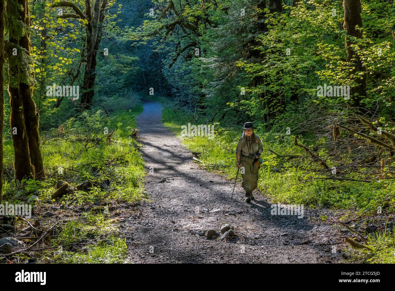 Trail following abandoned road in Dosewallips River Valley, Olympic ...