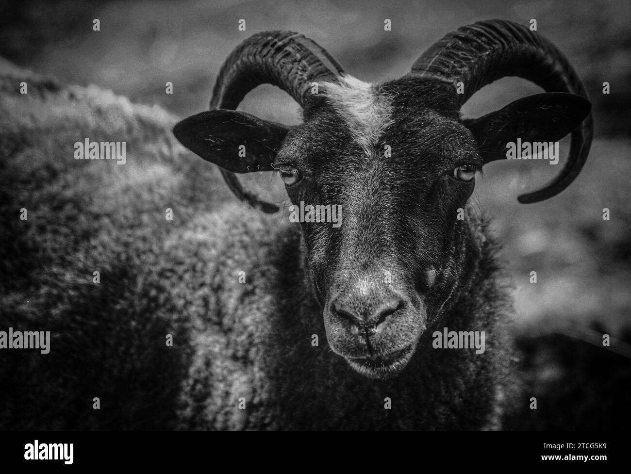 Close up portrait of goat Stock Photo - Alamy