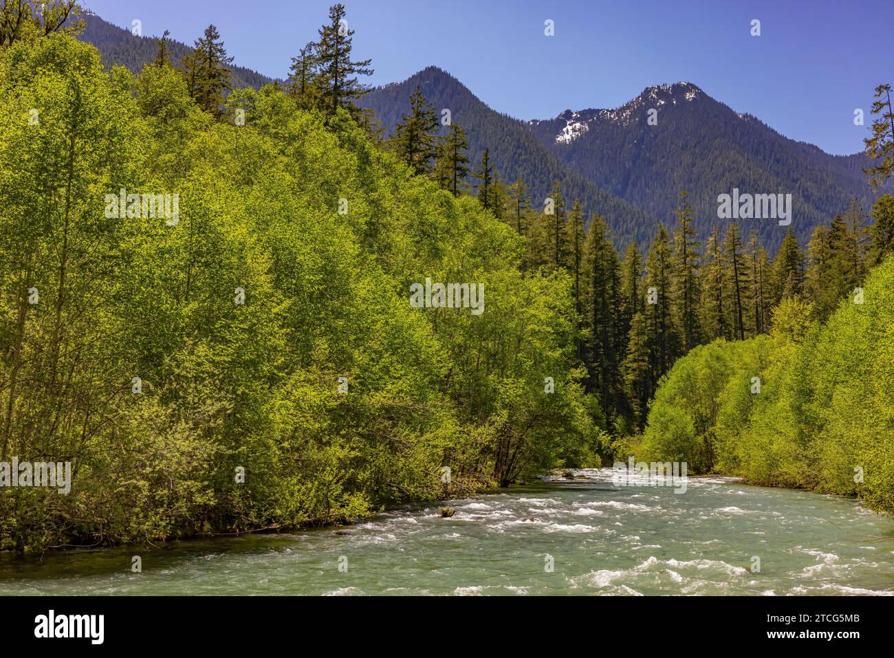 in Dosewallips River Valley, Olympic National Forest, Washington State ...