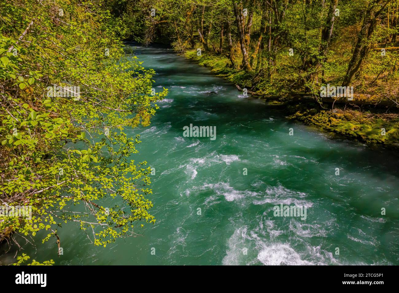 in Dosewallips River Valley, Olympic National Forest, Washington State ...