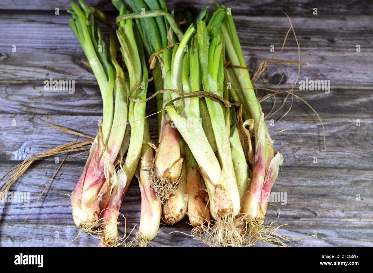 Set onions in the spring hi-res stock photography and images - Alamy