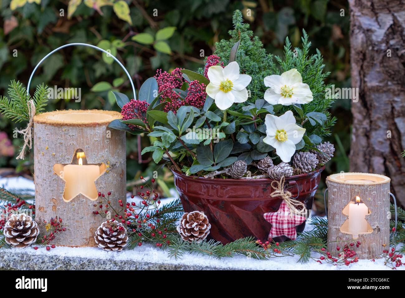 christmas arrangement with helleborus niger, coniferous and skimmia in ...