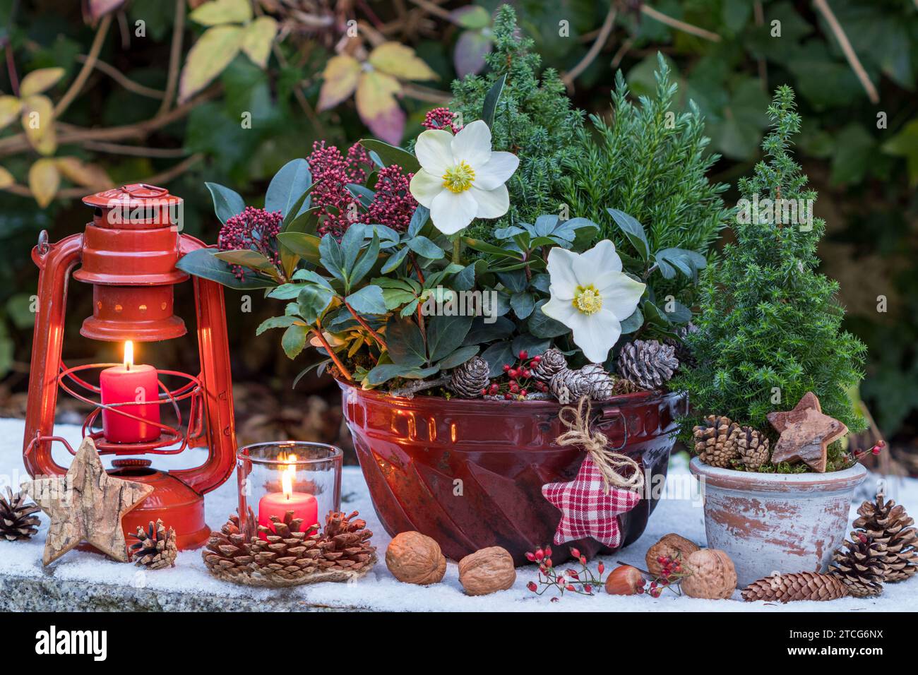 christmas arrangement with helleborus niger, coniferous and skimmia in ...