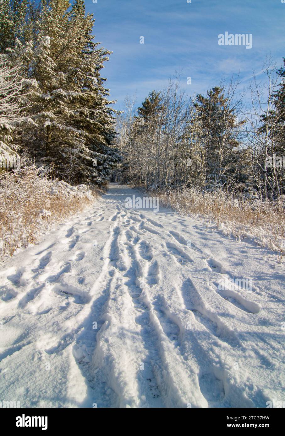 Newport Trail shows tracks in fresh snow on the trail and the forest ...