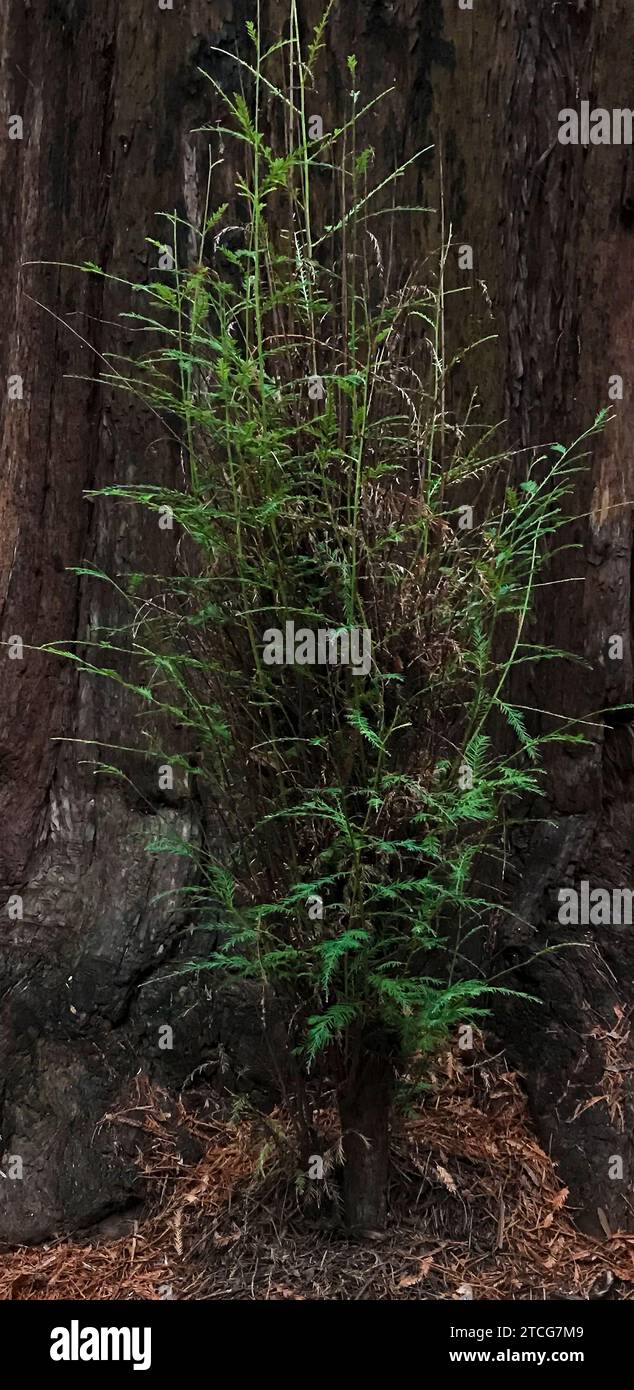 Giant redwood sprouts hi-res stock photography and images - Alamy