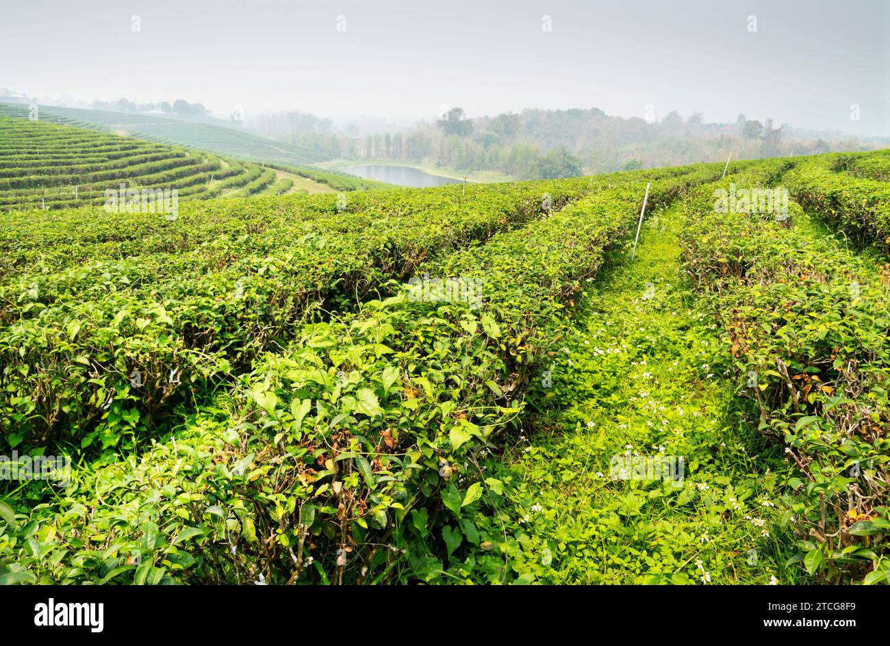 Hundreds of rows of lush Thai tea plants,and river beyond,in one of ...