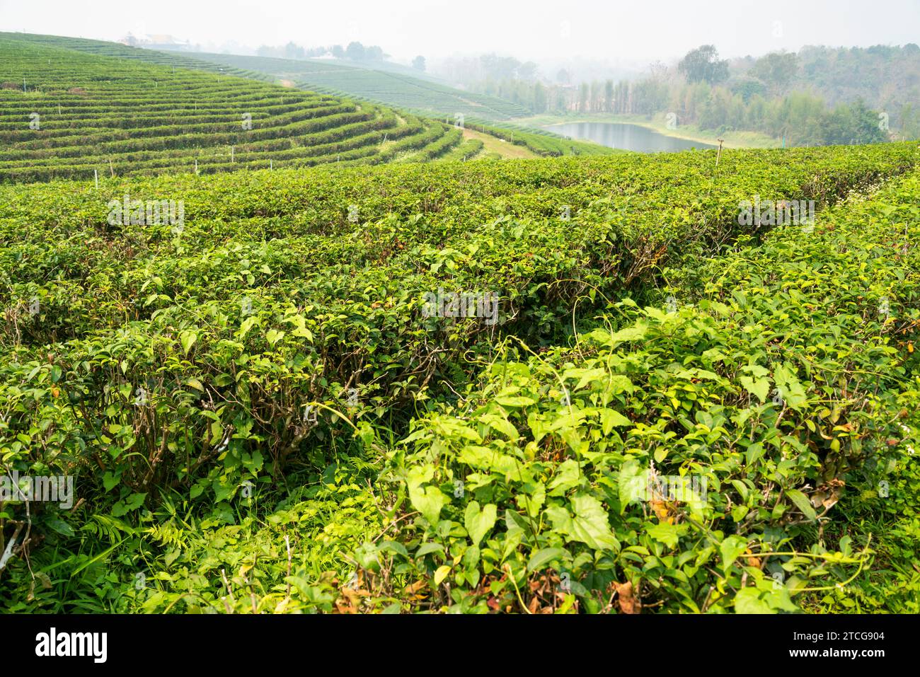 Hundreds of rows of lush Thai tea plants,and river beyond,in one of ...