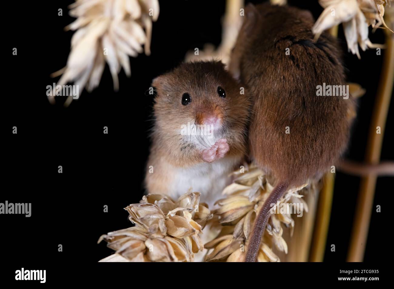 Harvest mice climb over corn stalks with black background Stock Photo ...