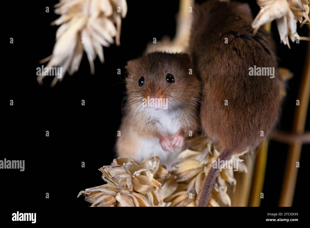 Harvest mice climb over corn stalks with black background Stock Photo ...
