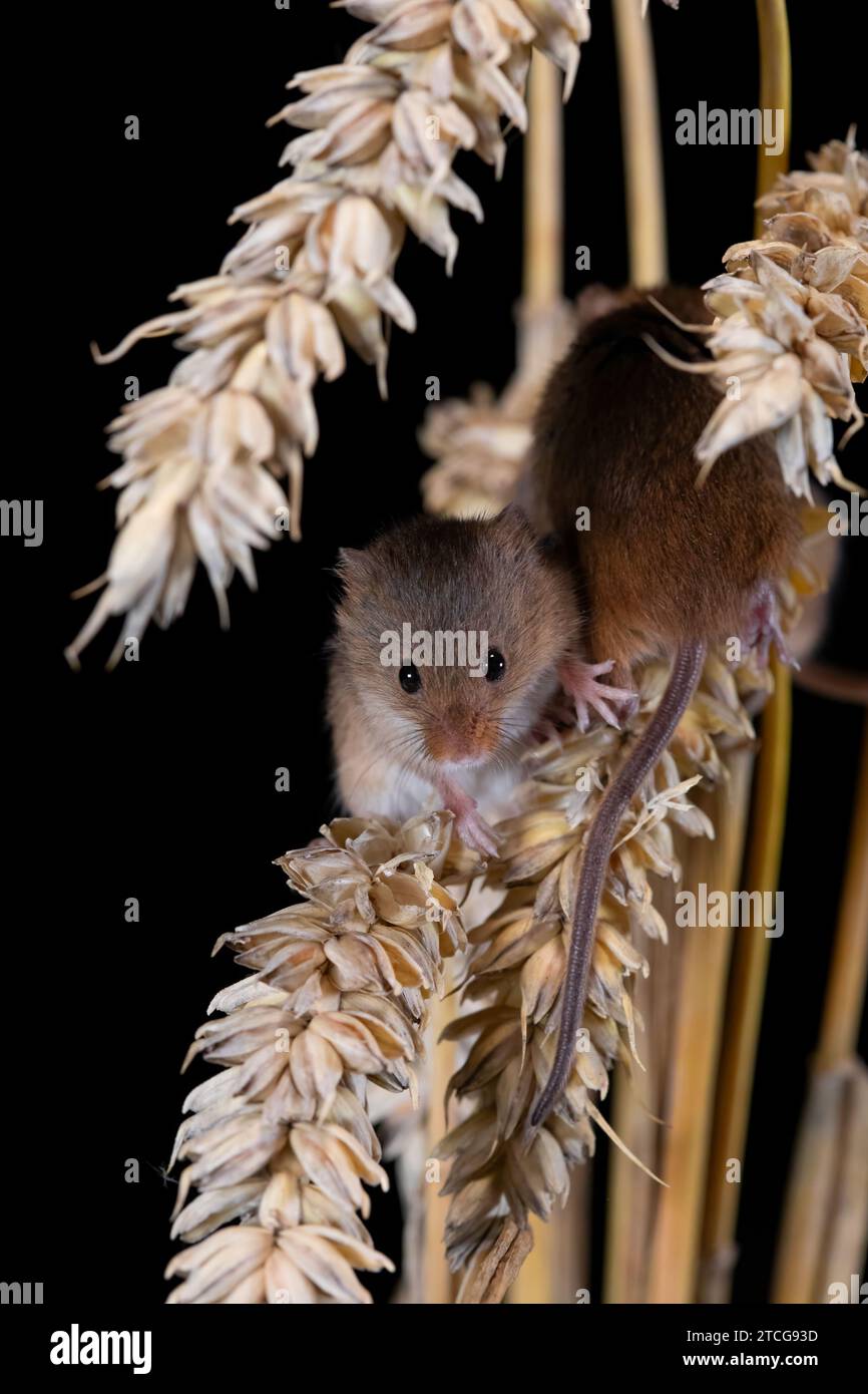 Harvest mice climb over corn stalks with black background Stock Photo ...
