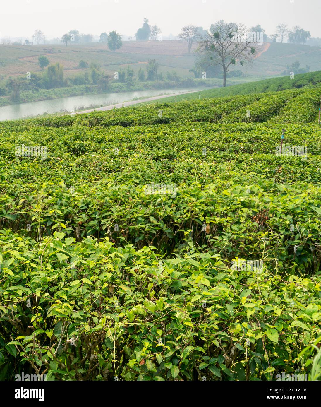 Many rows of lush tea plants,and river beyond,in one of Thailand's ...