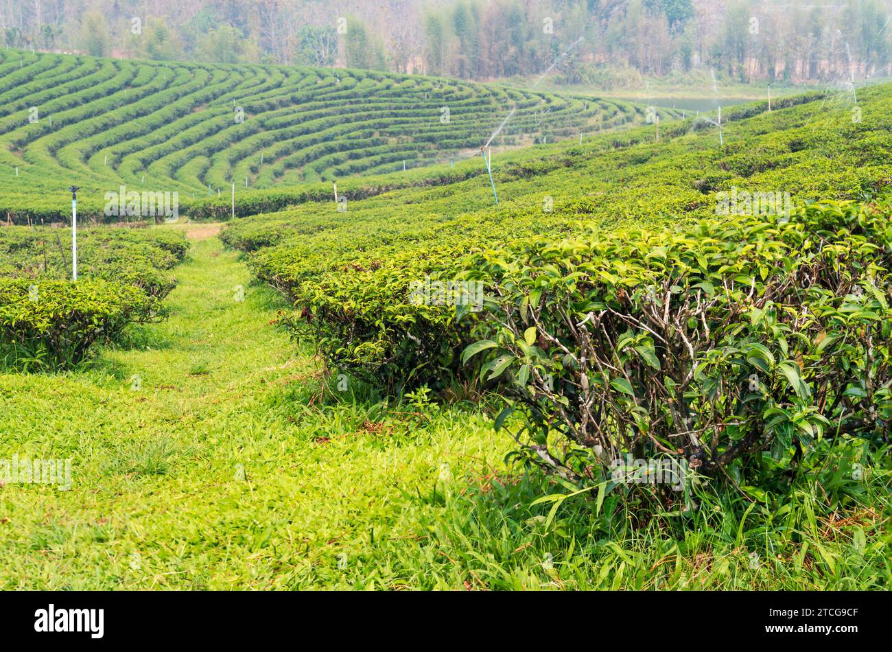 Thai tea plants,regularily sprinkled with water to keep healthy,in one ...