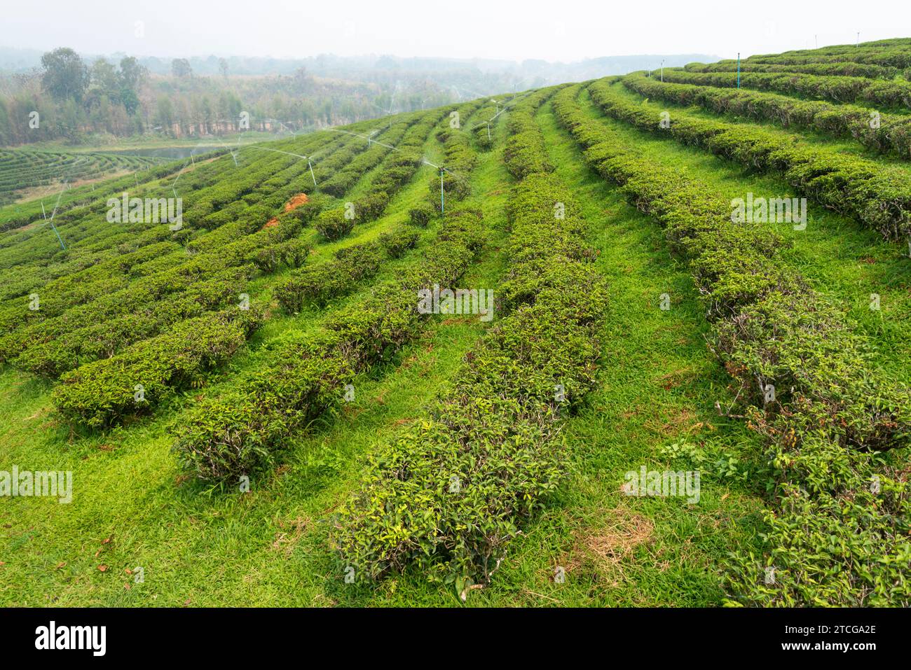 Hundreds of rows of lush Thai tea plants,on the gentle,green rural ...