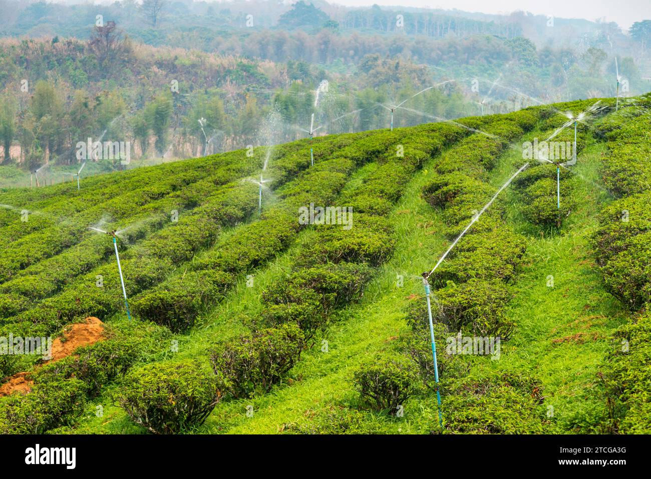 Hundreds of rows of lush Thai tea plants,regularily sprinkled with ...