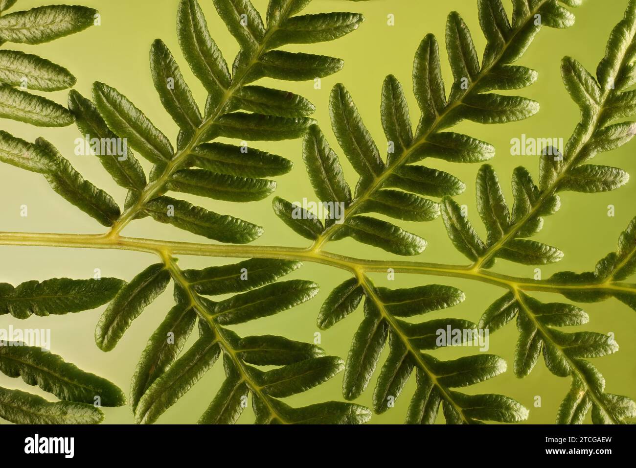 Isolated stem of Austral Bracken Fern (Pteridium esculentum ...