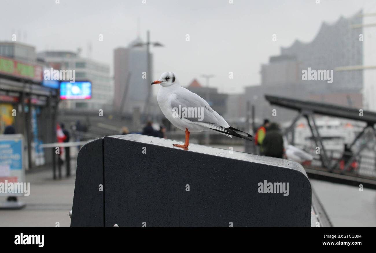 Eine Möwe sitzt bei Hamburger Schietwetter auf einem Müllbehälter auf ...