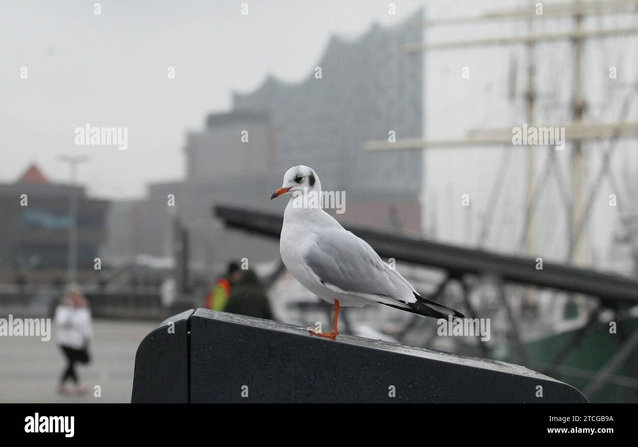 Eine Möwe sitzt bei Hamburger Schietwetter auf einem Müllbehälter auf ...