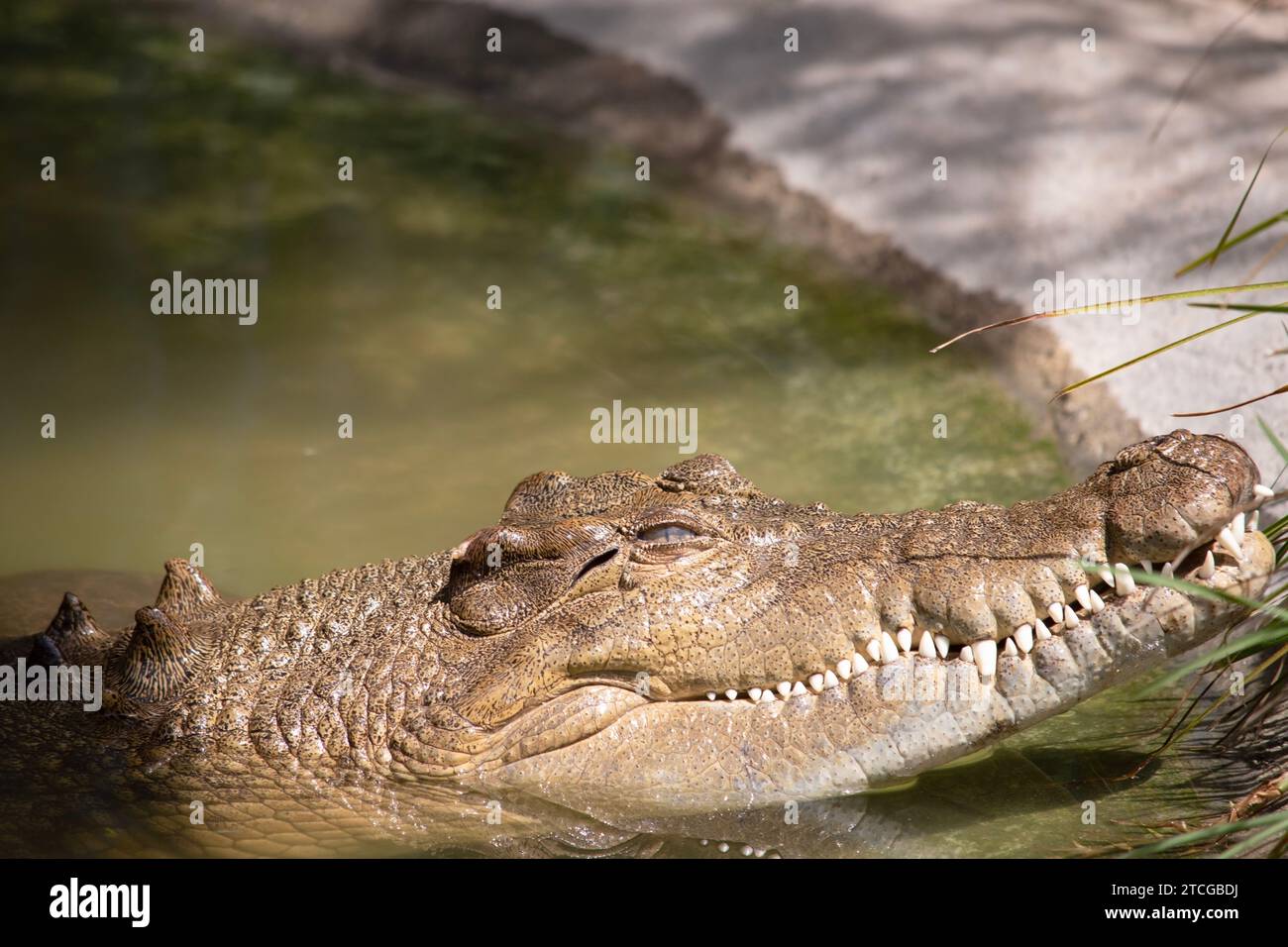 Freshwater crocodiles are grey or olive-brown with ragged dark mottling ...
