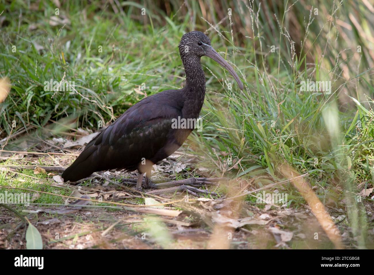 The glossy ibis neck is reddish-brown and the body is a bronze-brown ...