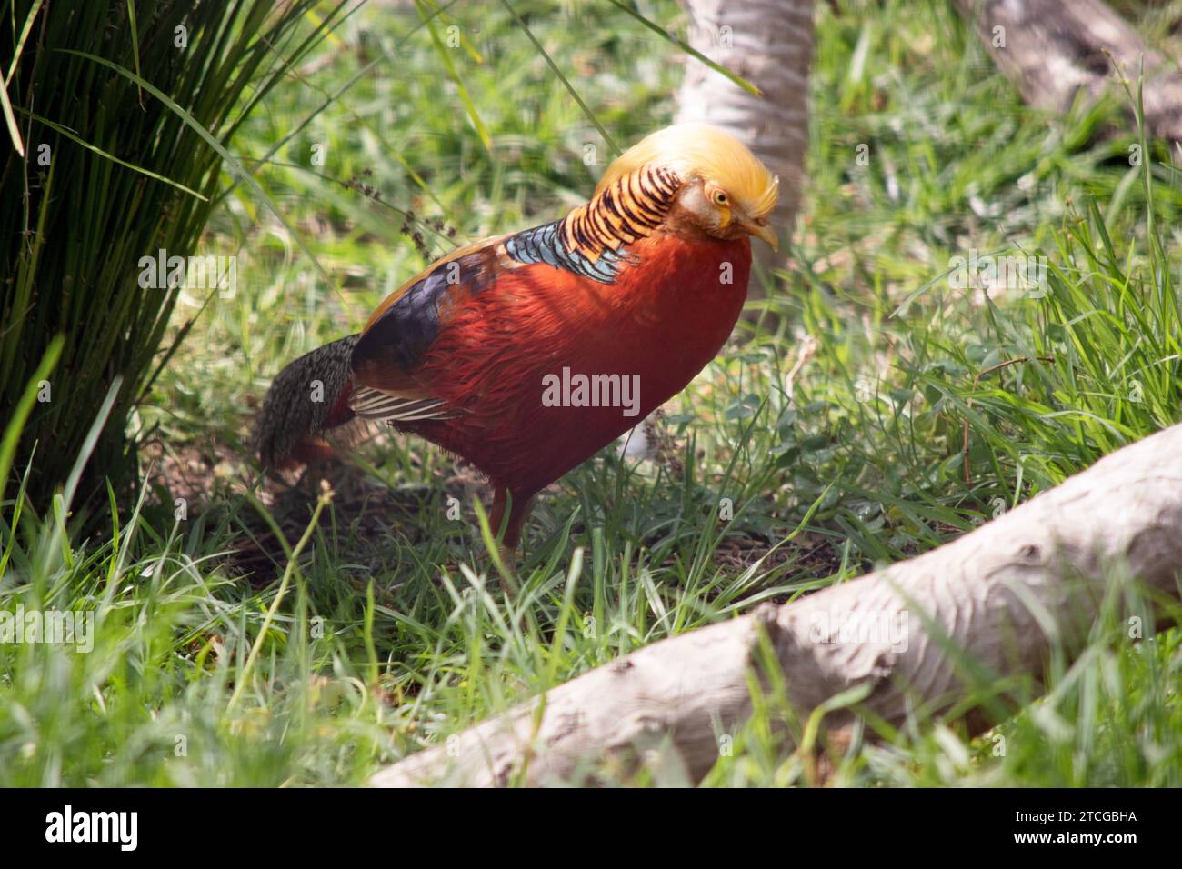 the male golden pheasant is very brightly coloured with a yellow crown ...