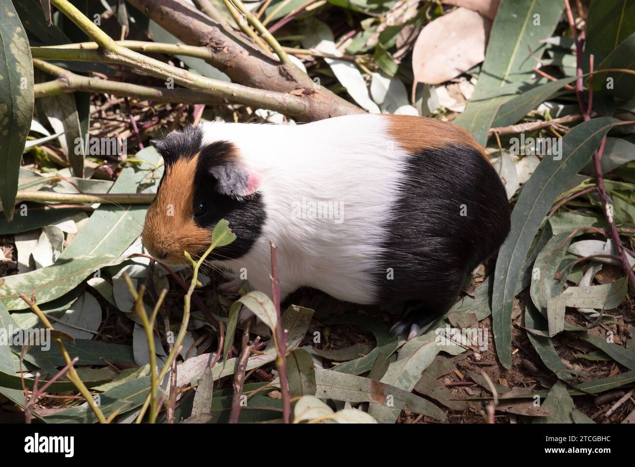 Guinea pigs are small stout-bodied short-eared nearly tailless ...