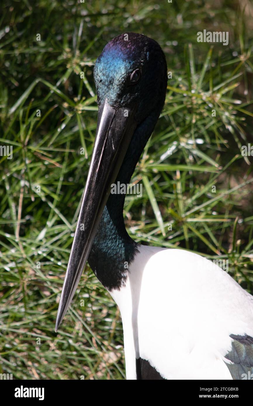 The head and neck of a jabiru is black with an iridescent green and ...