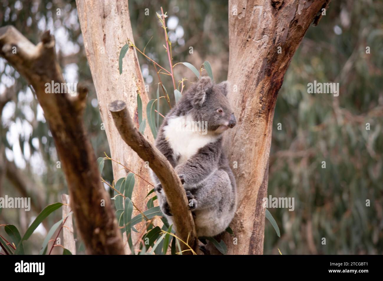 the Koala has a large round head, big furry ears and big black nose ...