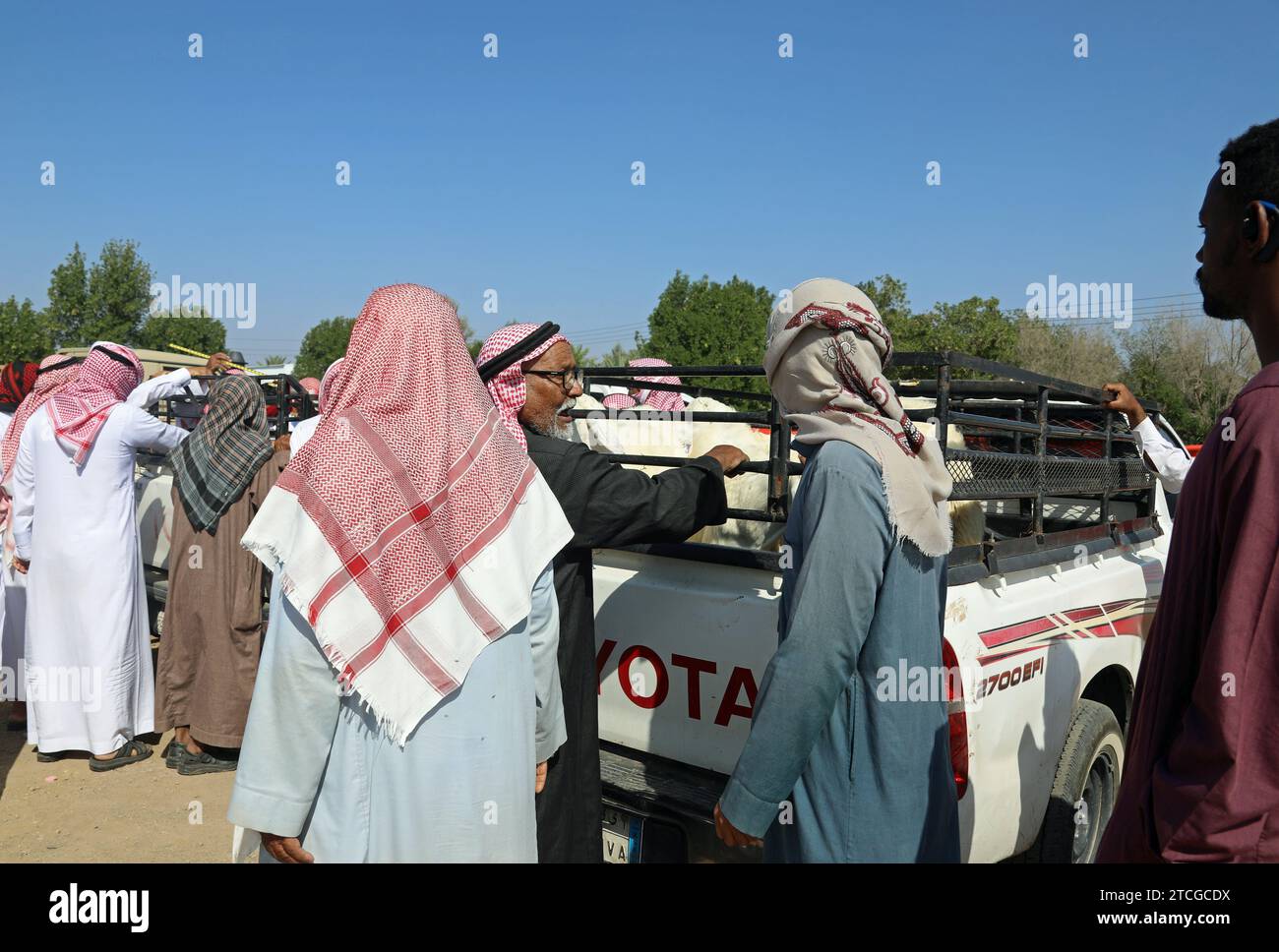 Livestock traders at a roadside auction in Saudi Arabia Stock Photo - Alamy