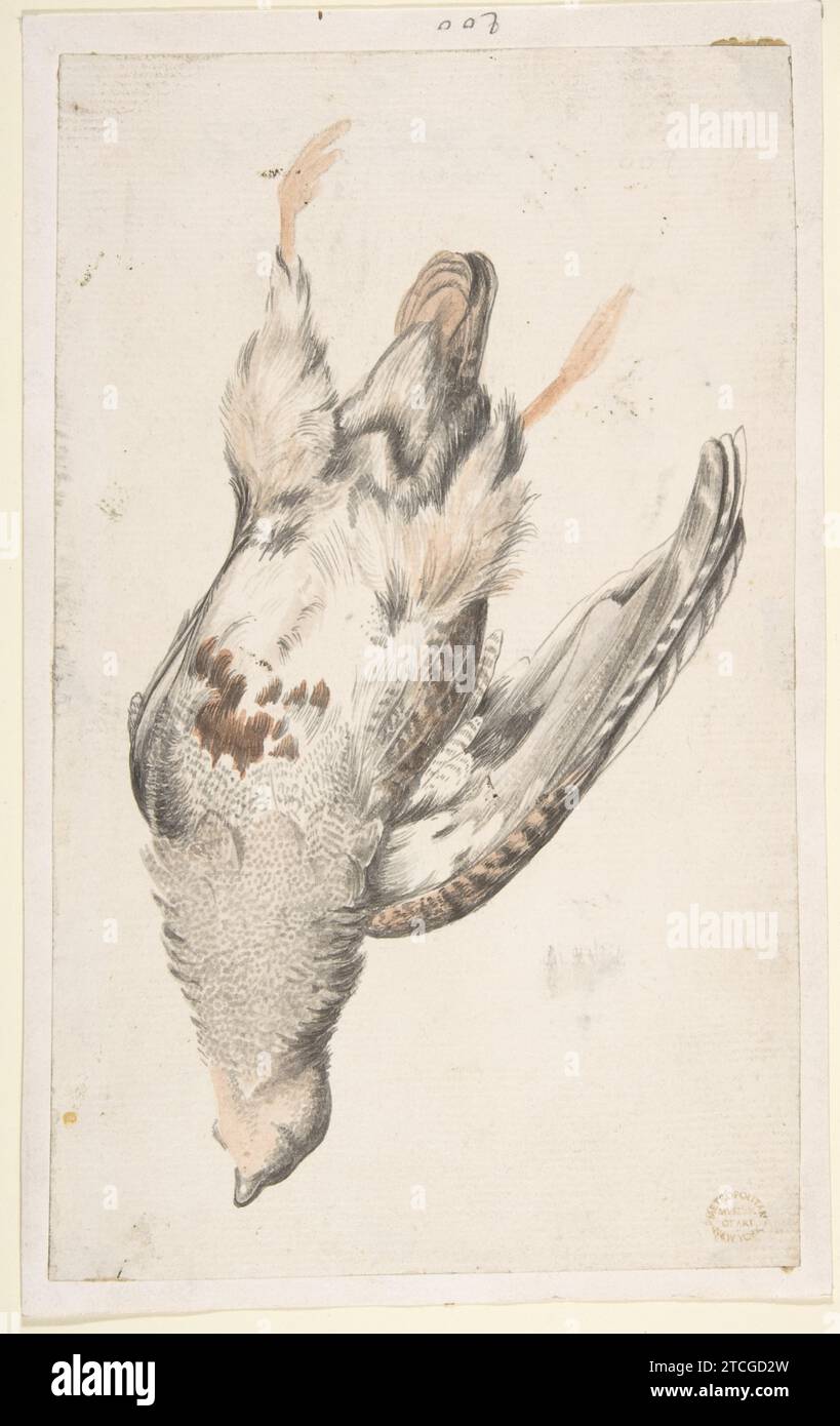 A Dead Bird (Quail?) Seen from Below 1880 by Count Giorgio Durante ...