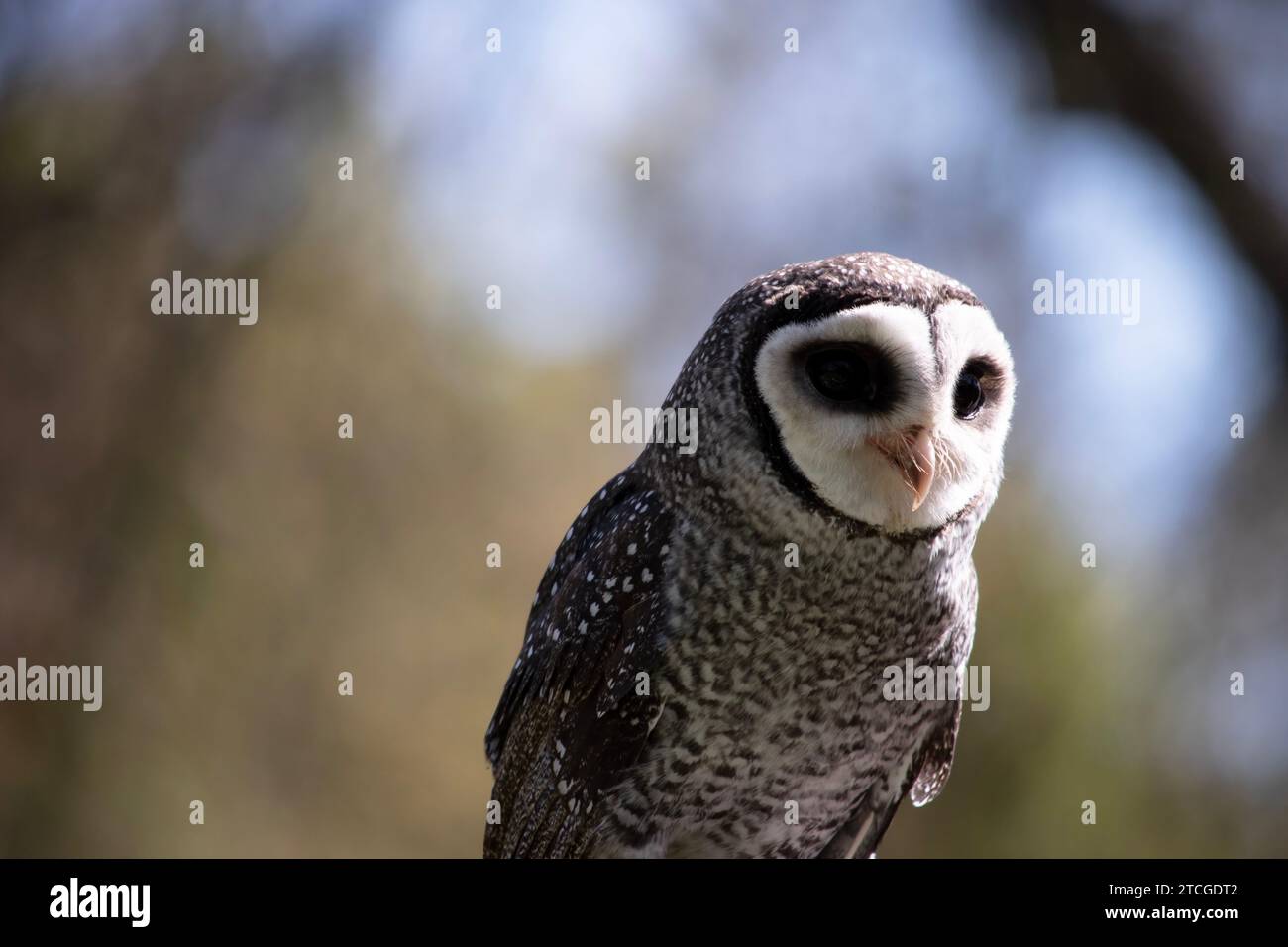 The lesser sooty owl is a dark sooty-grey in color, with large eyes in ...